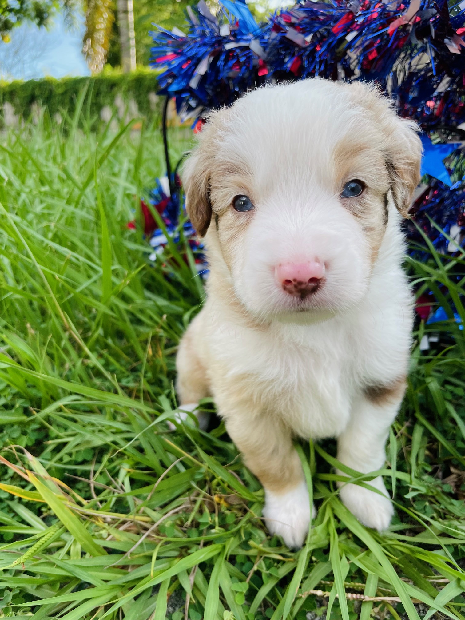 Breeding Beautiful Mini Aussie Pups