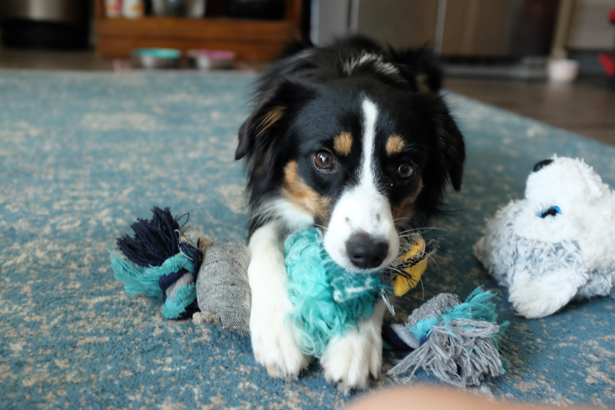 Breeding Beautiful Mini Aussie Pups