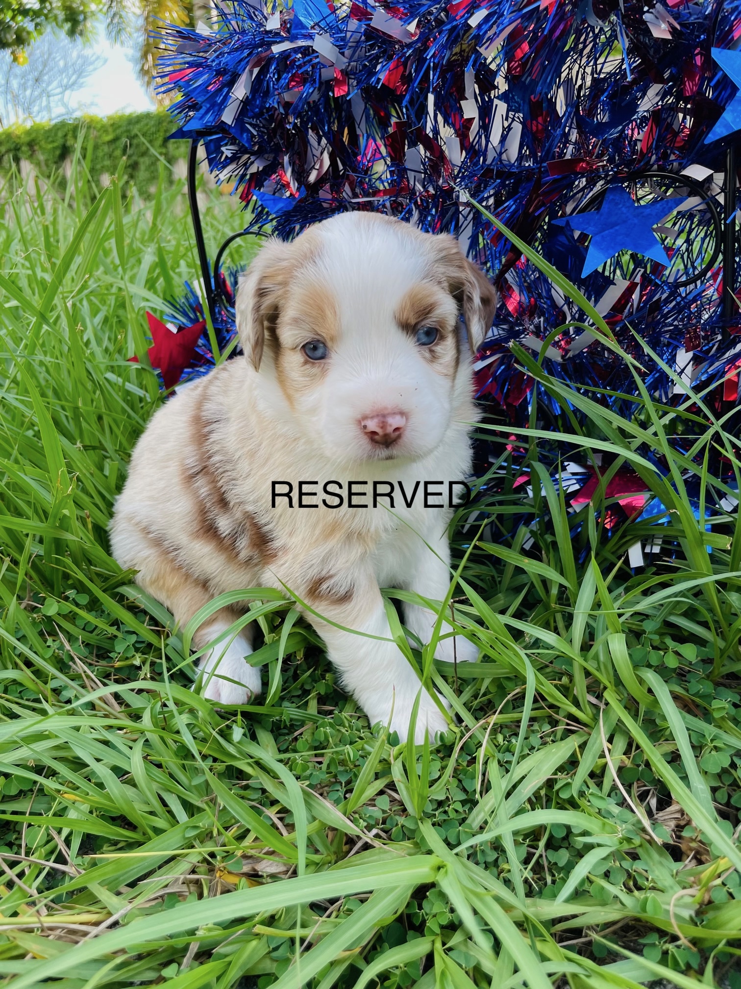 Breeding Beautiful Mini Aussie Pups